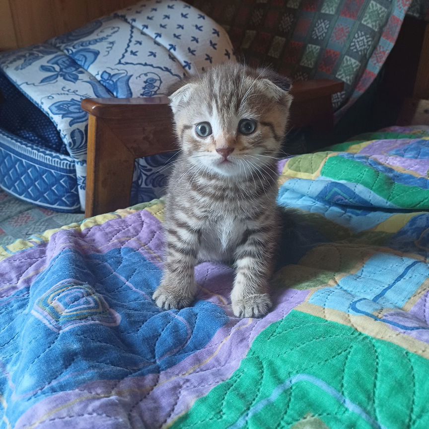 Шотландские котята