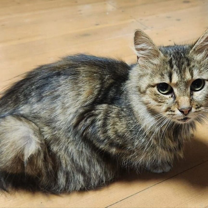 Безумно ласковая кошка ищет дом