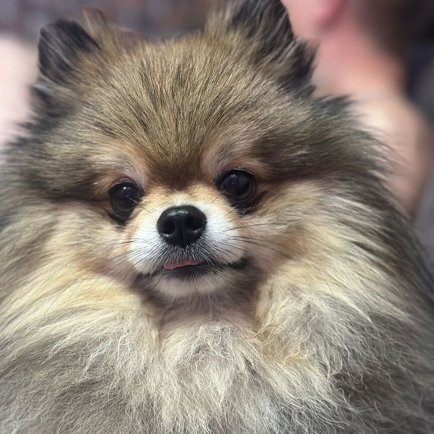 Шпиц вязка жених