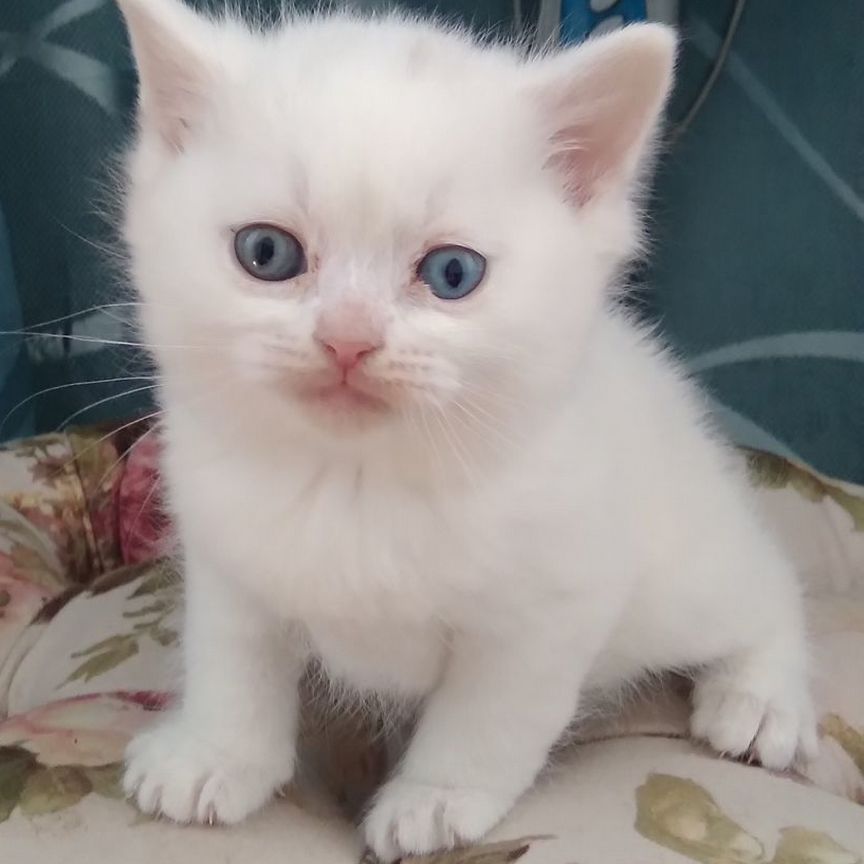 Шотландский прямоухий короткошёрстный котёнок