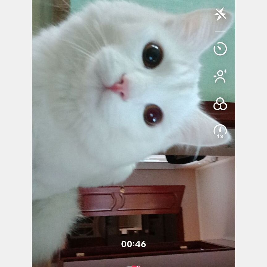 Отдам бесплатно кота