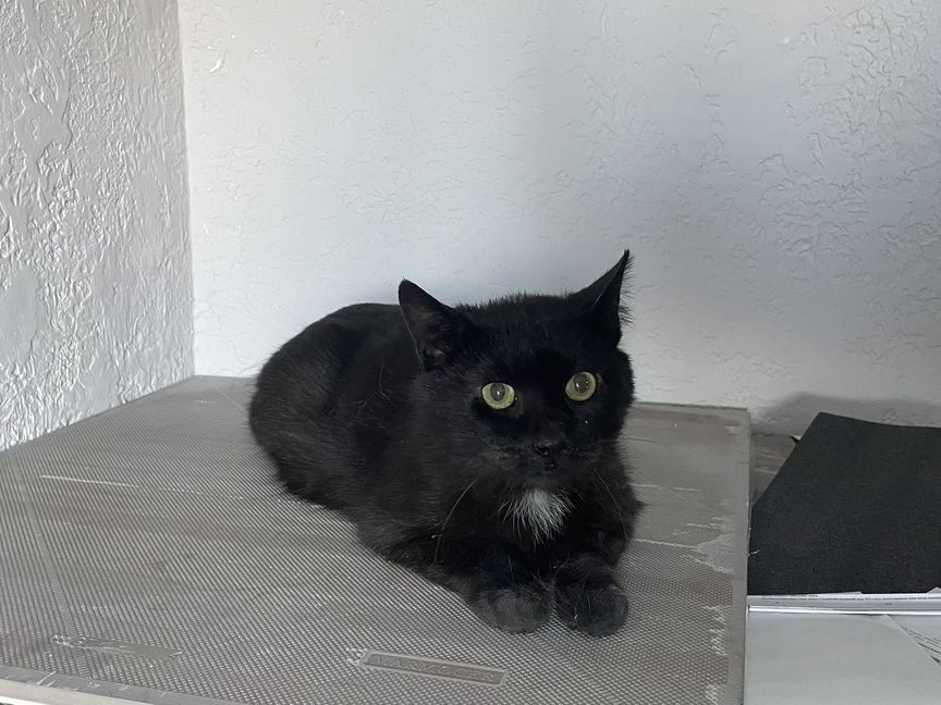 Котенок