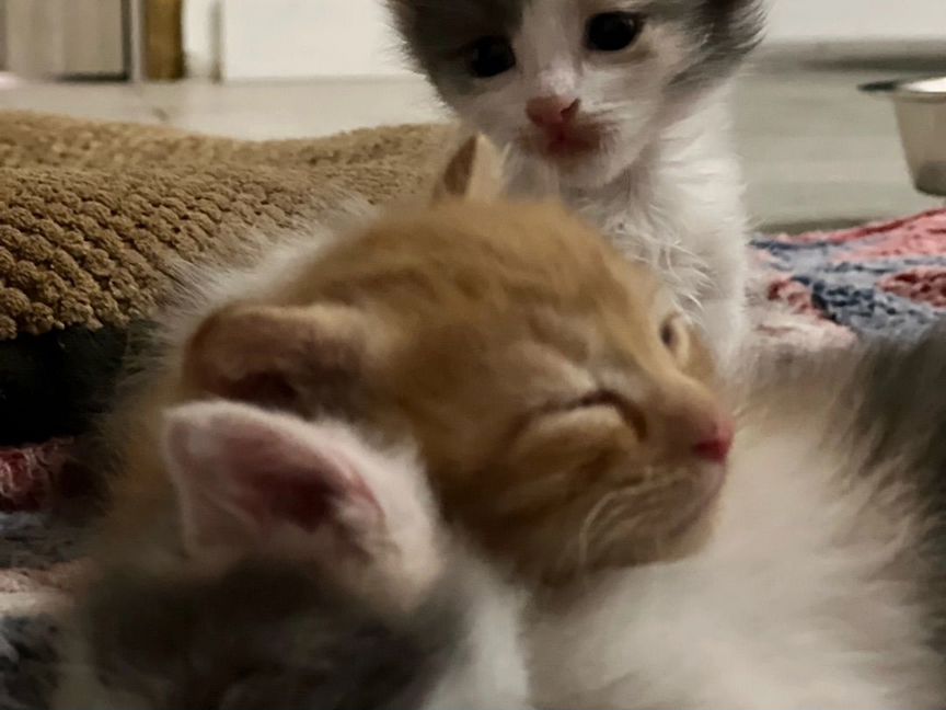 Котята черепашки в добрые руки