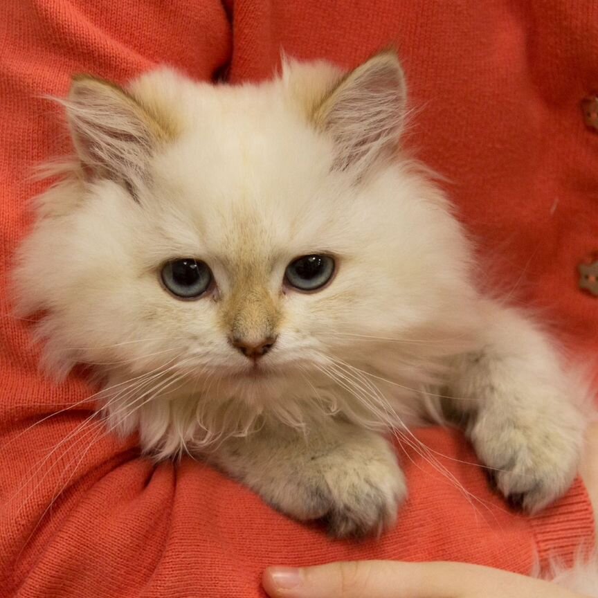 Британский длинношерстный котик