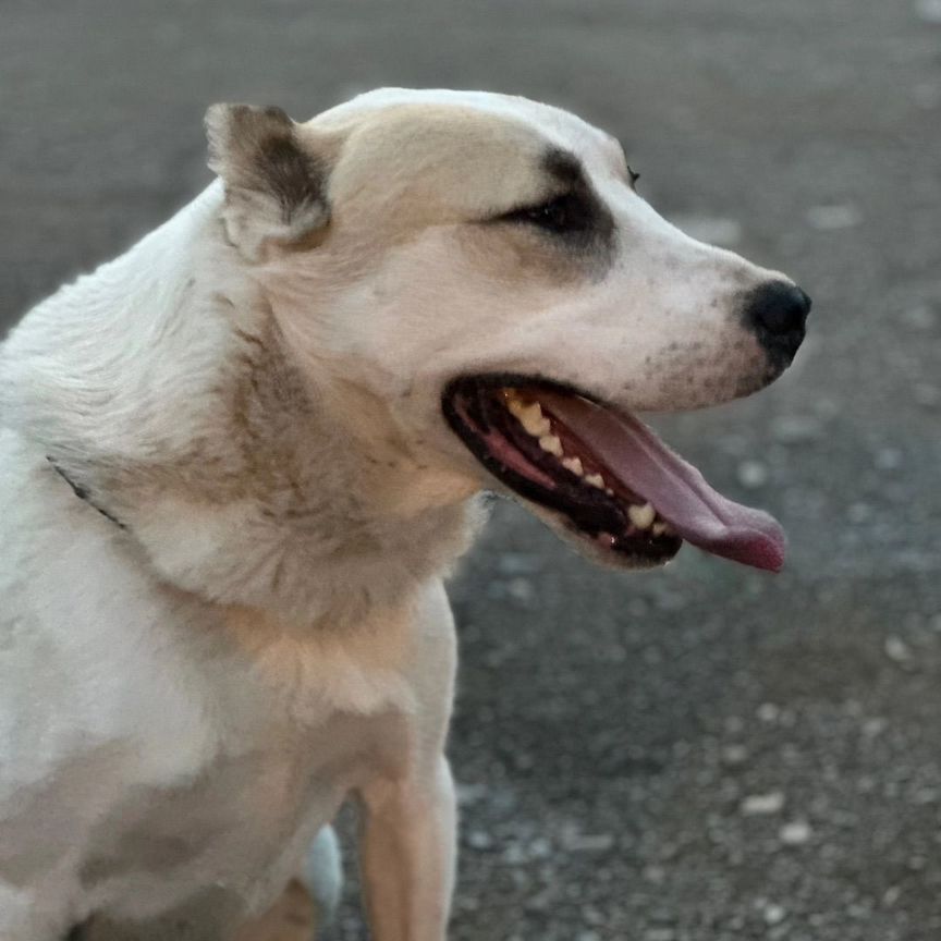 Сао алабай вязка