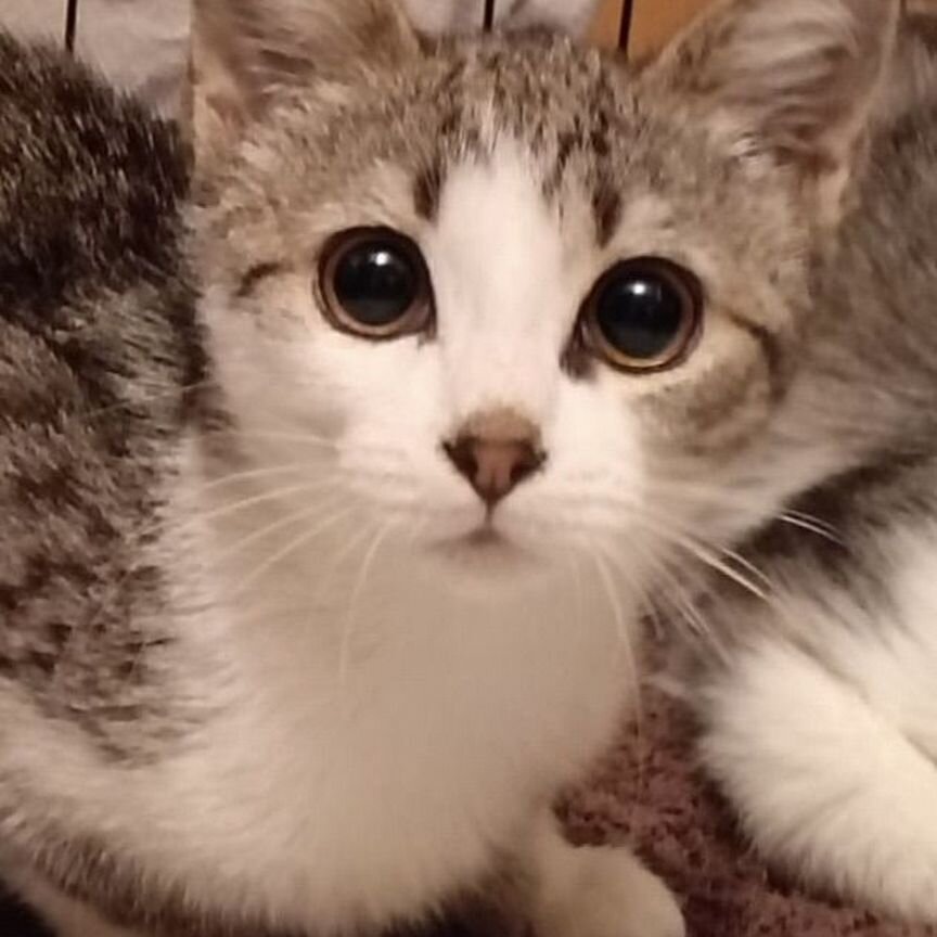 Милые котята ищут дом