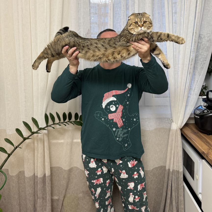 Шотландский вислоухий короткошёрстный кот, вязка