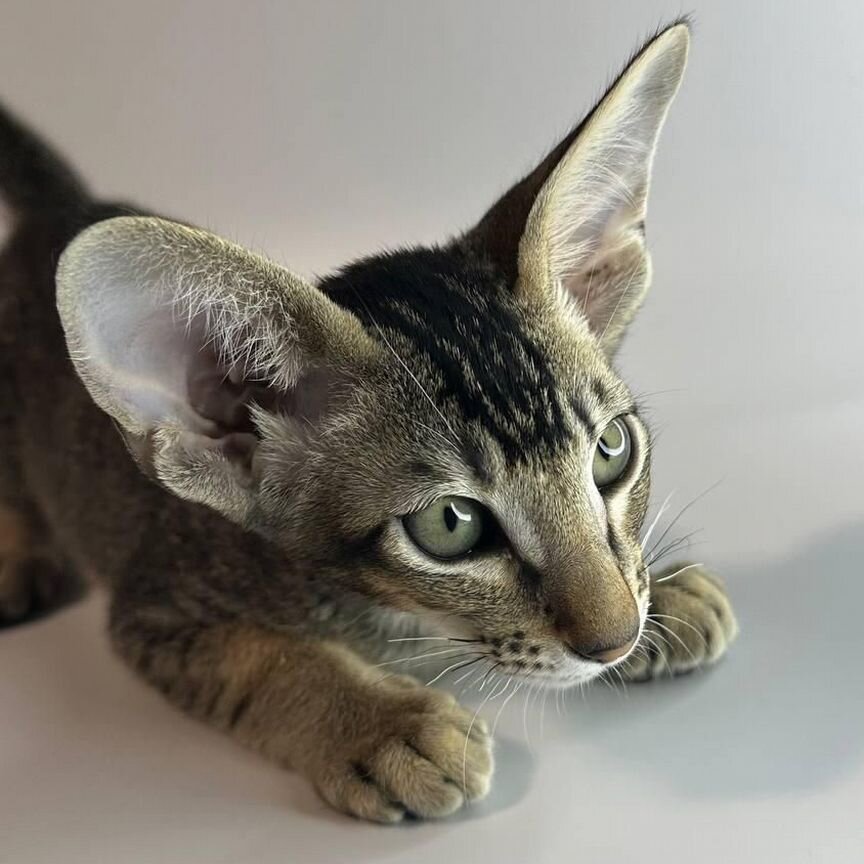 Ориентальные котята