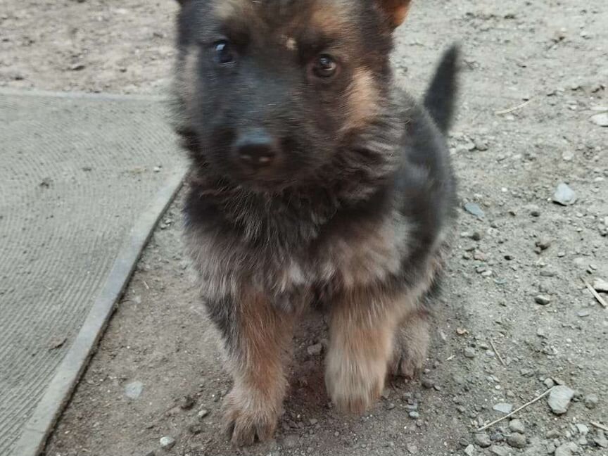 Щенки немецкой овчарки