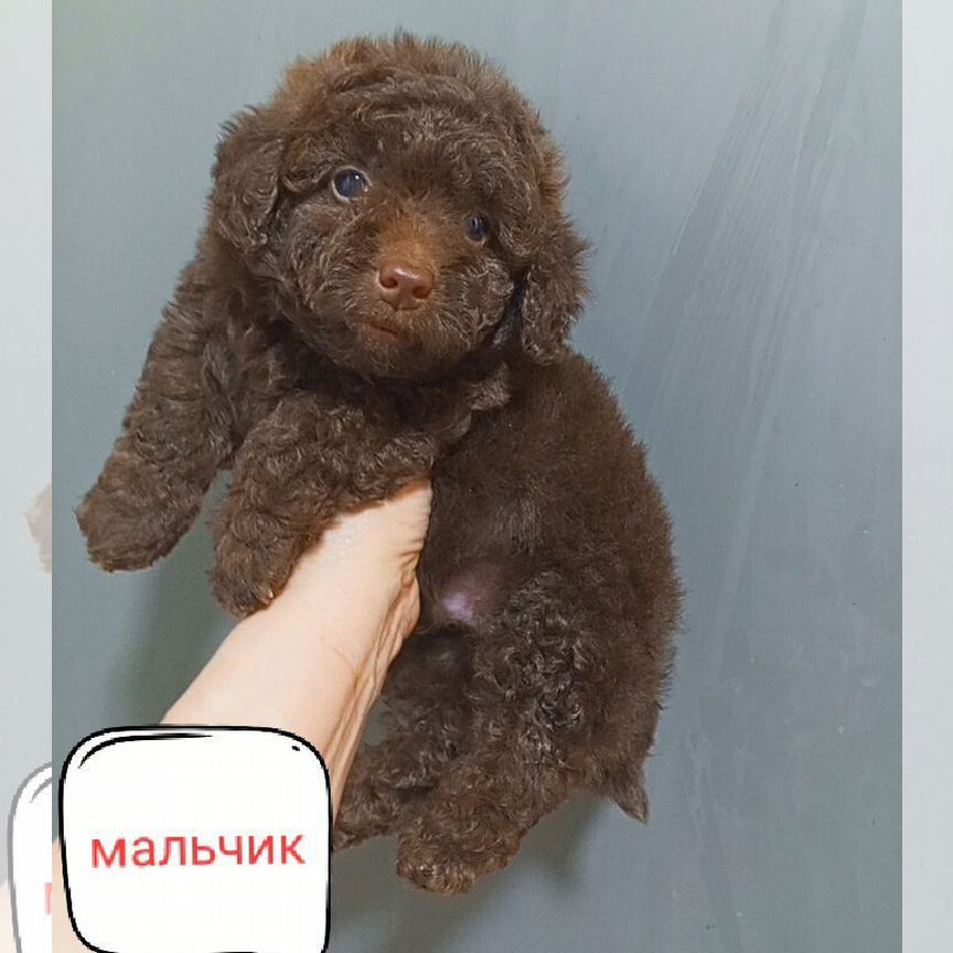 Той-пудель, щенок