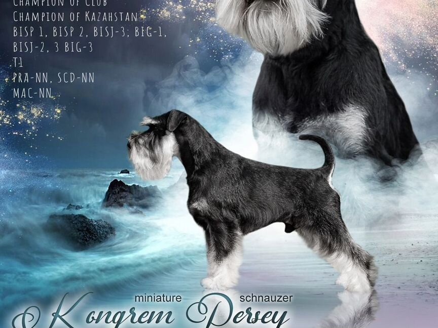 Цвергшнауцер вязка