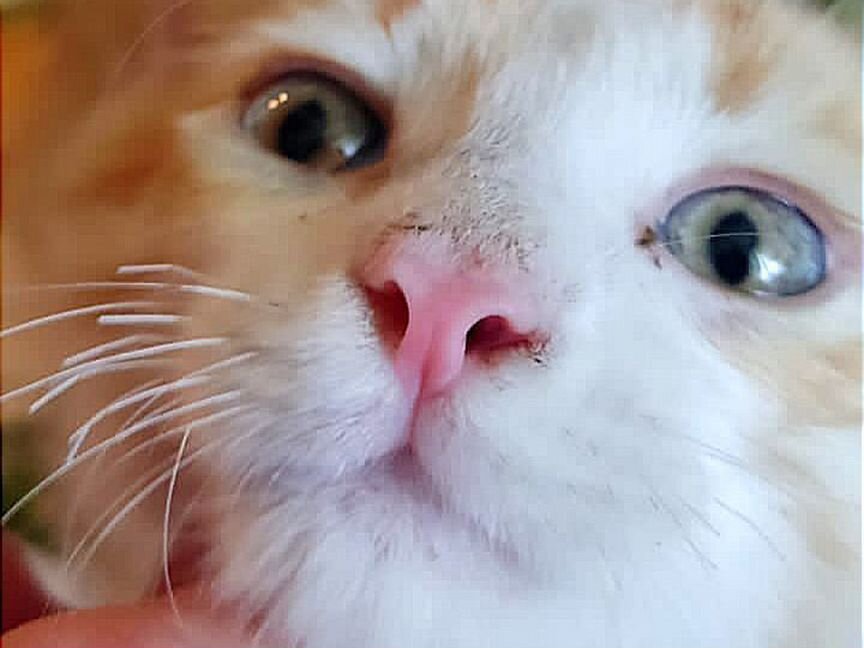 Грустный рыжик