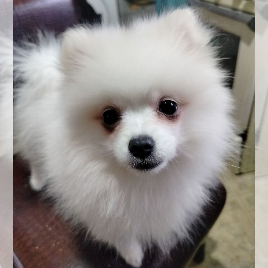 Белый померанский шпиц