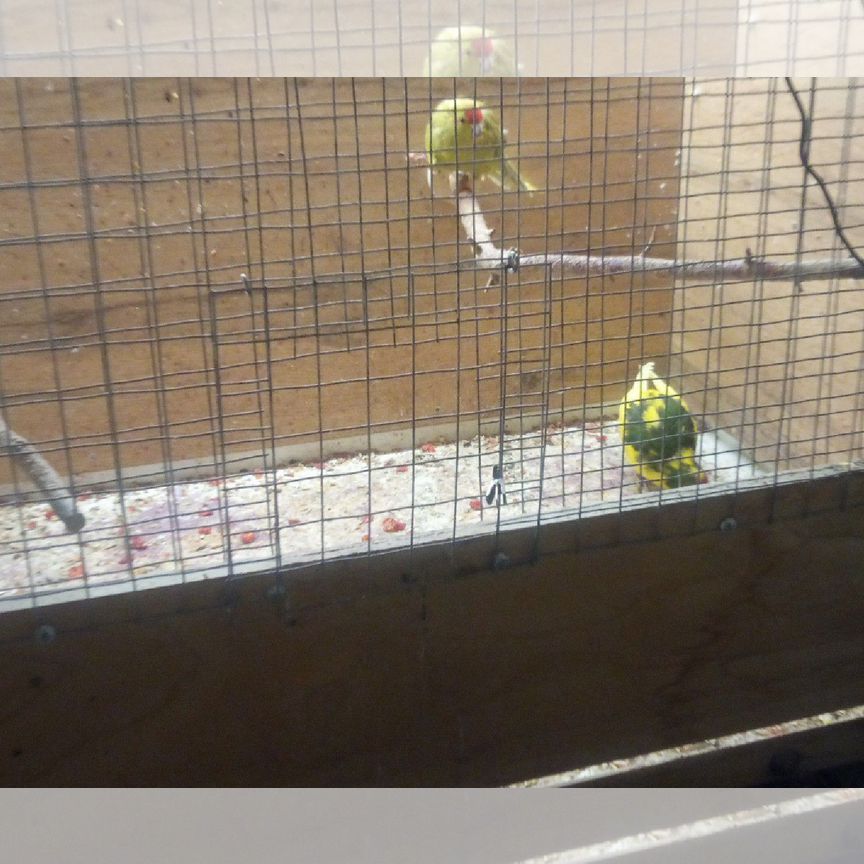 Попугай какарик самец