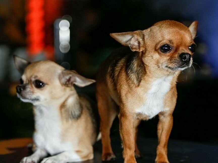 Вязка кобель чихуахуа мини