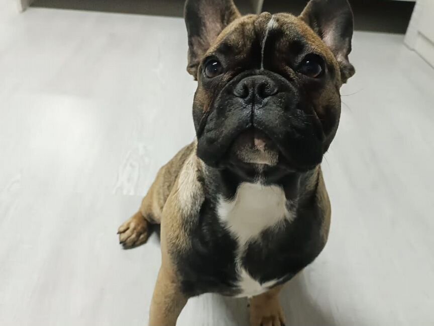 Французский бульдог