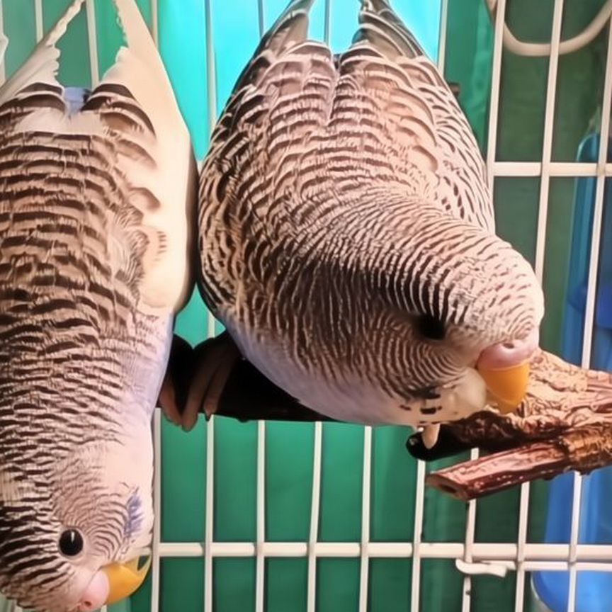 Птенцы волнистый попугай