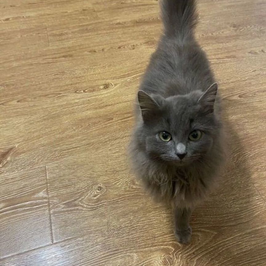 Котик в добрые руки,очень ласковый