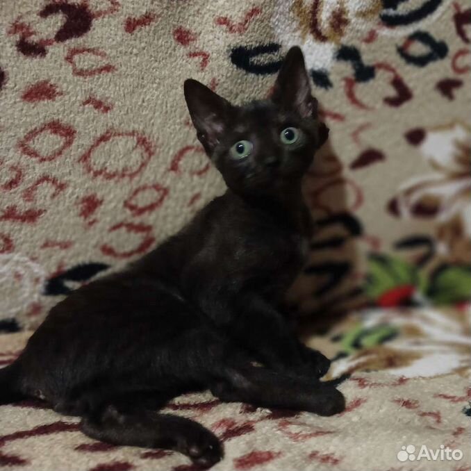 Донской Сфинкс-прямошерстяной