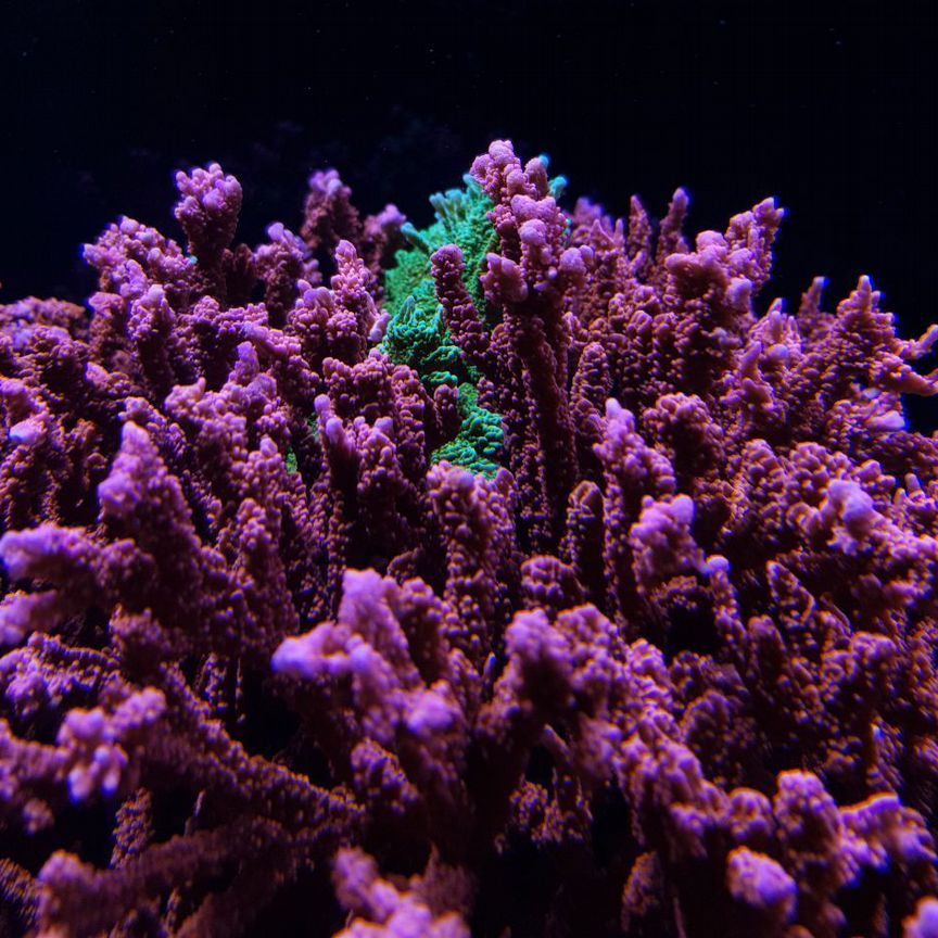 Коралл спс анакрапора