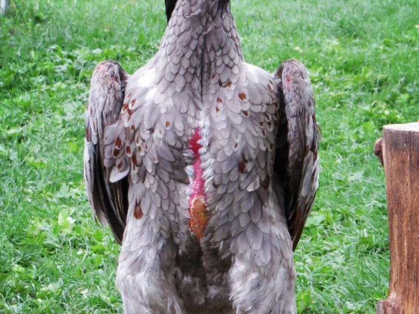 Петухи,куры шамо