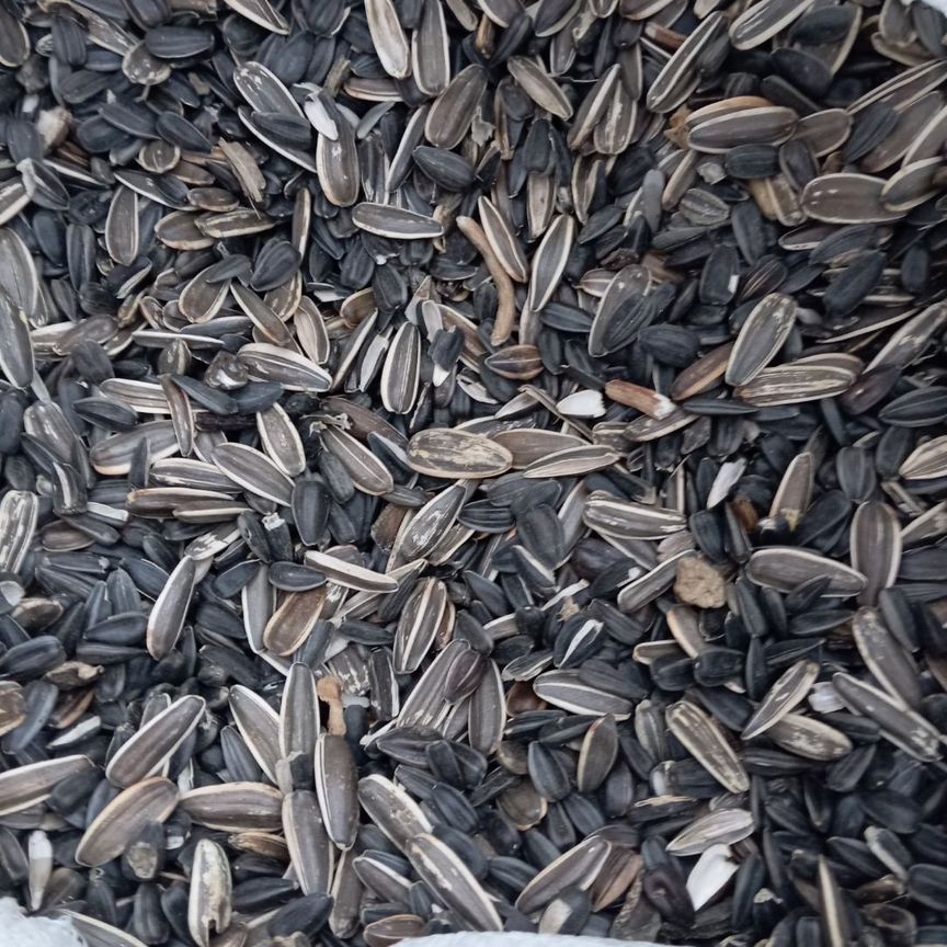 Зерно пшеница ячмень