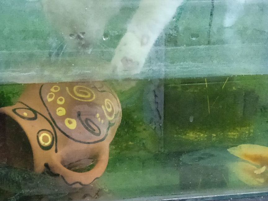 Аквариумы с аксолотлями и рыбами 4 шт