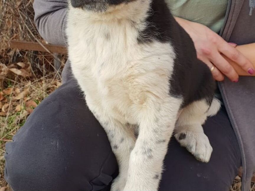 Девочка метис с последующей стерилизацией