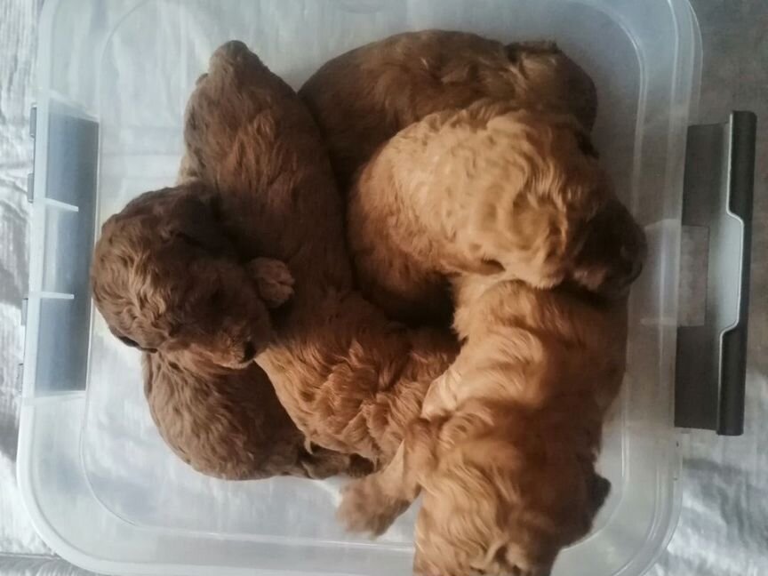 Миниатюрный пудель щенки