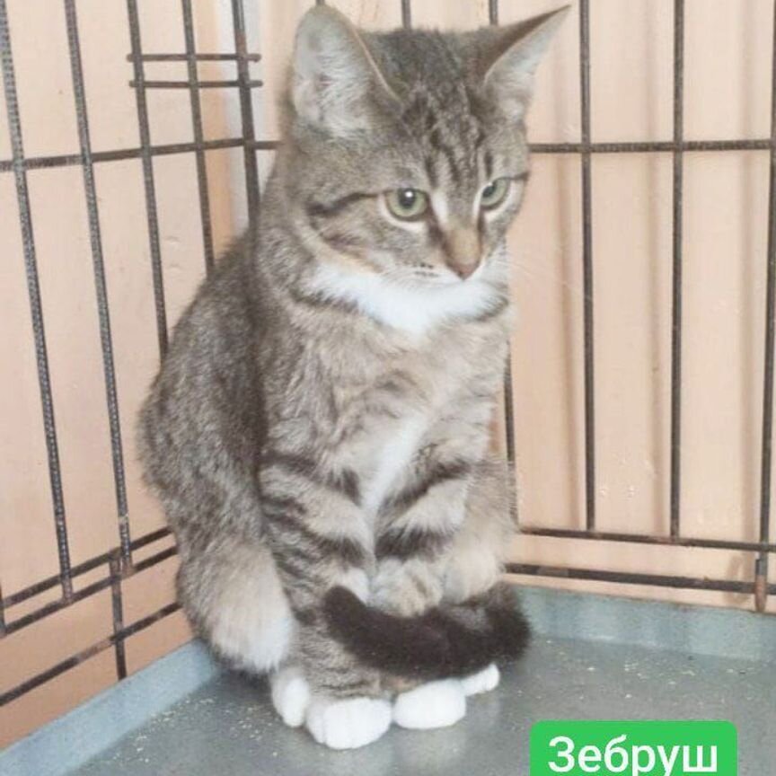 Котенок