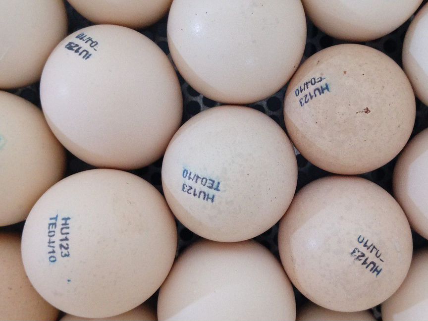 Цыплята бройлеры суточные