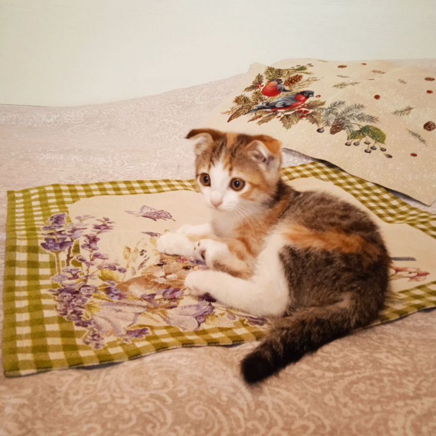 Котёнок красотуля