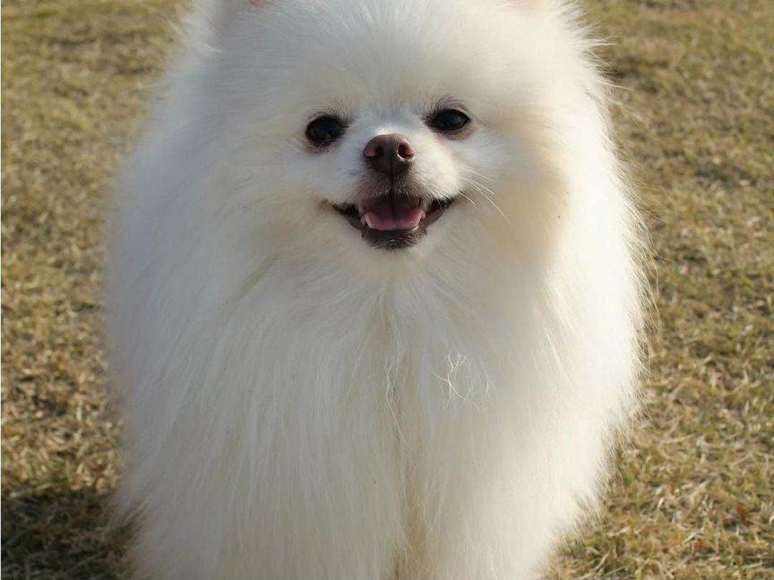 Мальчик Померанского шпица