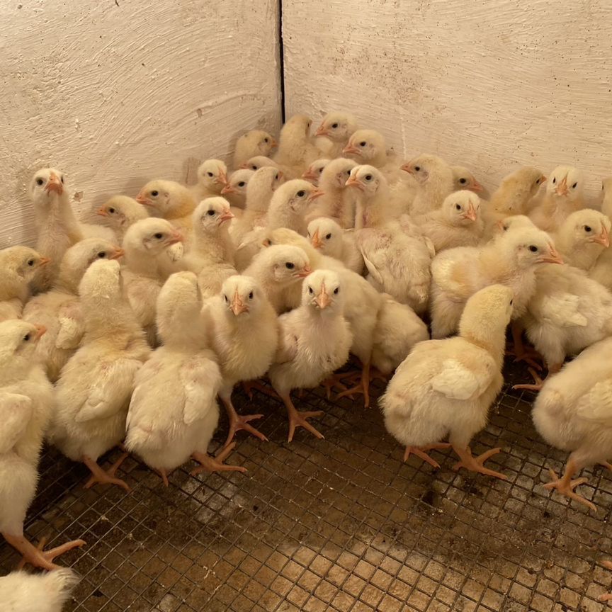 Подрощенныц бройлер 10дней