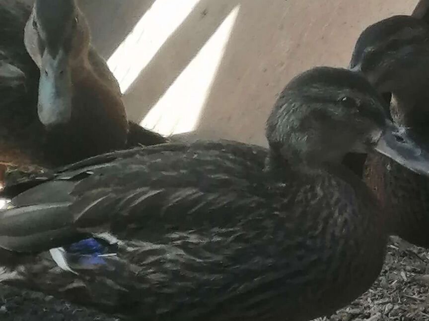 Подсадных утки (дикие)