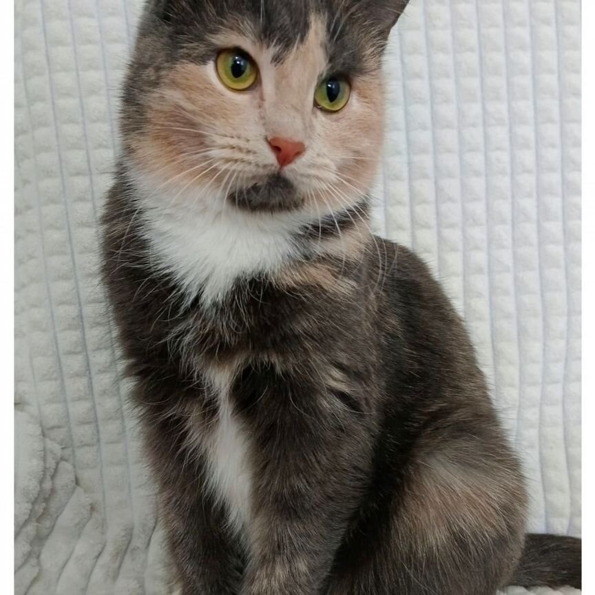 Кошечка в добрые руки