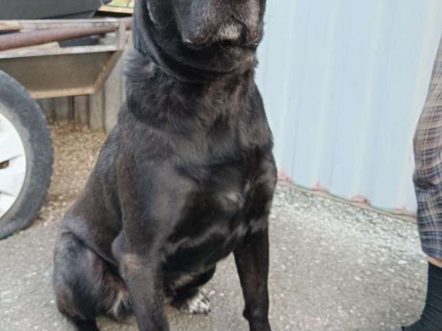 Вязка Лобрадор