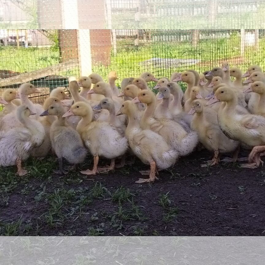 Продается молодняк птицы