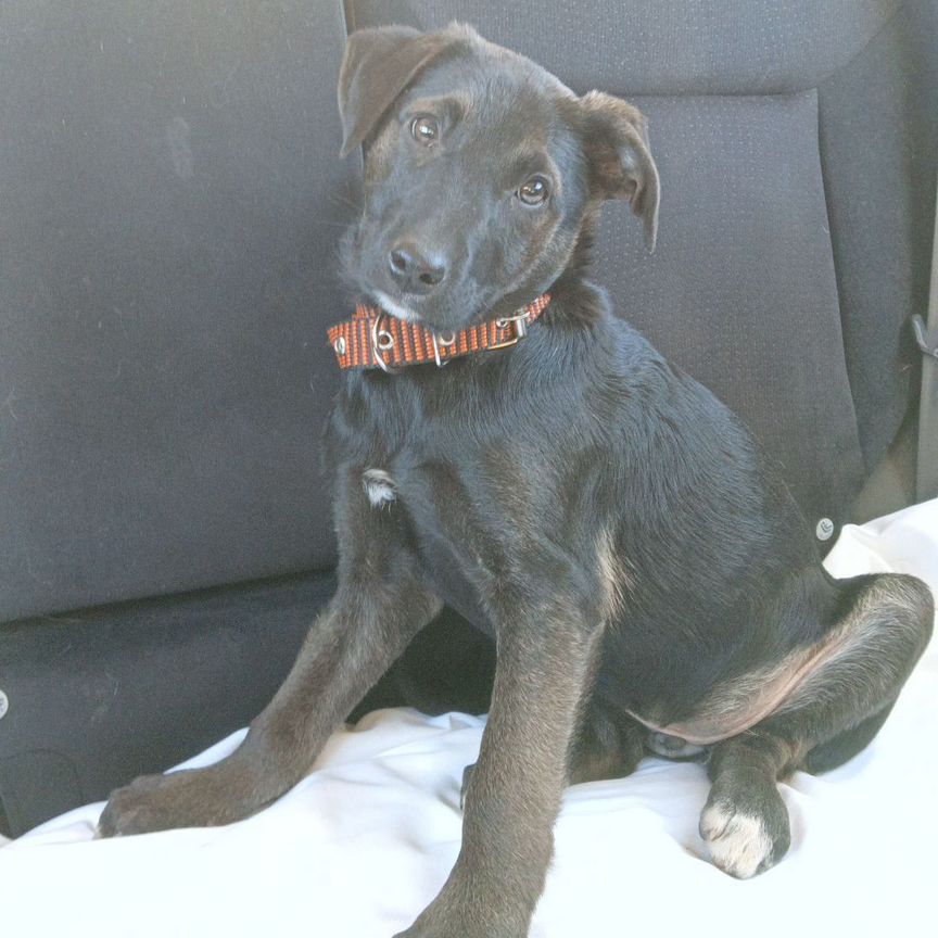 Щенок девочка в частный двор, привезу