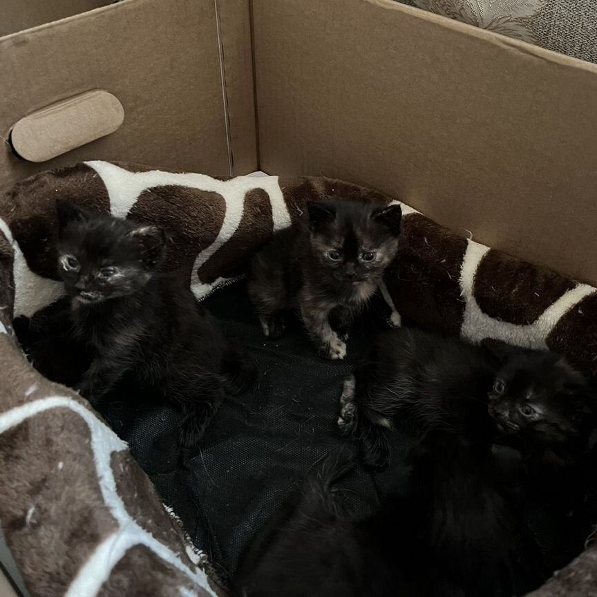 Подарю котят