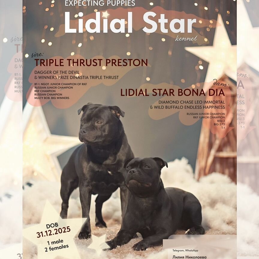 Стаффордширский бультерьер, щенок