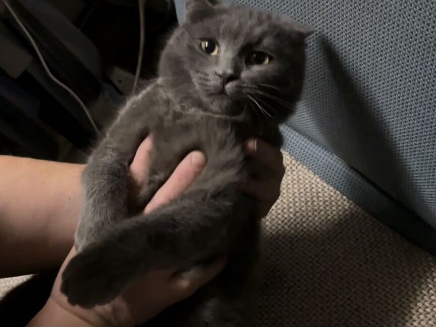 Отдам котенка 6 мес