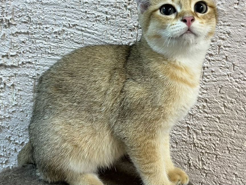 Шотландцы