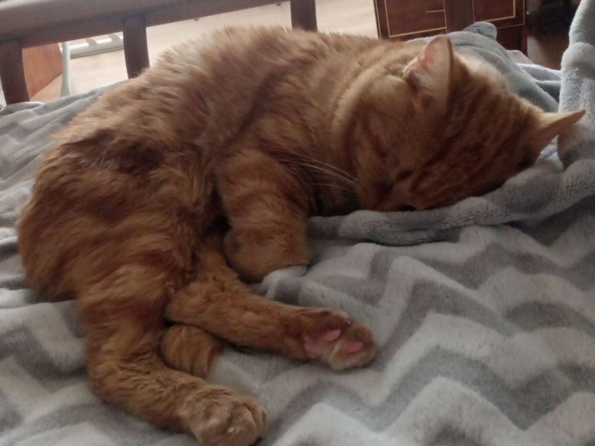 Отдам бесплатно