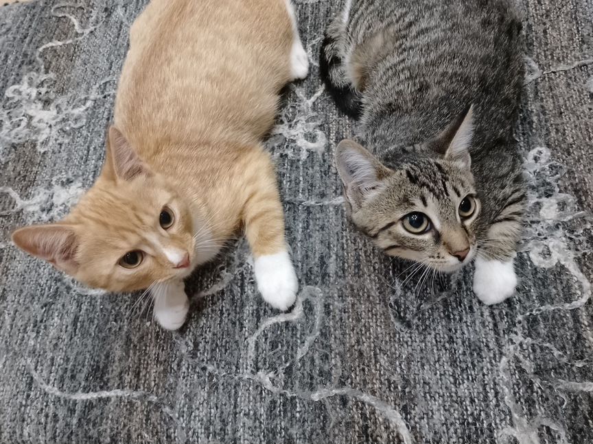 Котята Кинг и Шелли