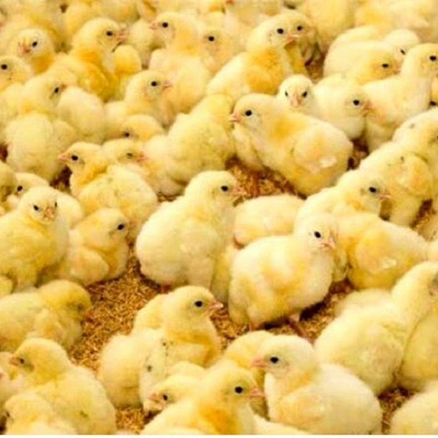 Цыплята бройлеры кобб 500
