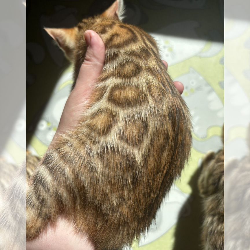 Бенгальские котята