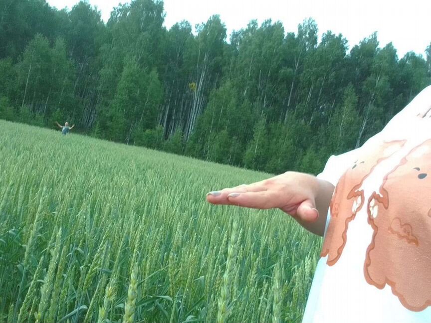 Зерно пшеница оптом