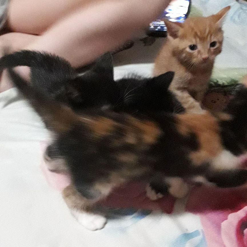 Котята в добрые руки бесплатно