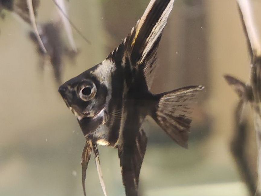 Скалярии мраморные